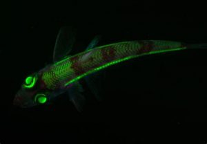 A deep-sea fish called green eye - Earth.com