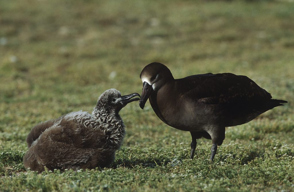 Black-footed Albatross - Earth.com Earth.com