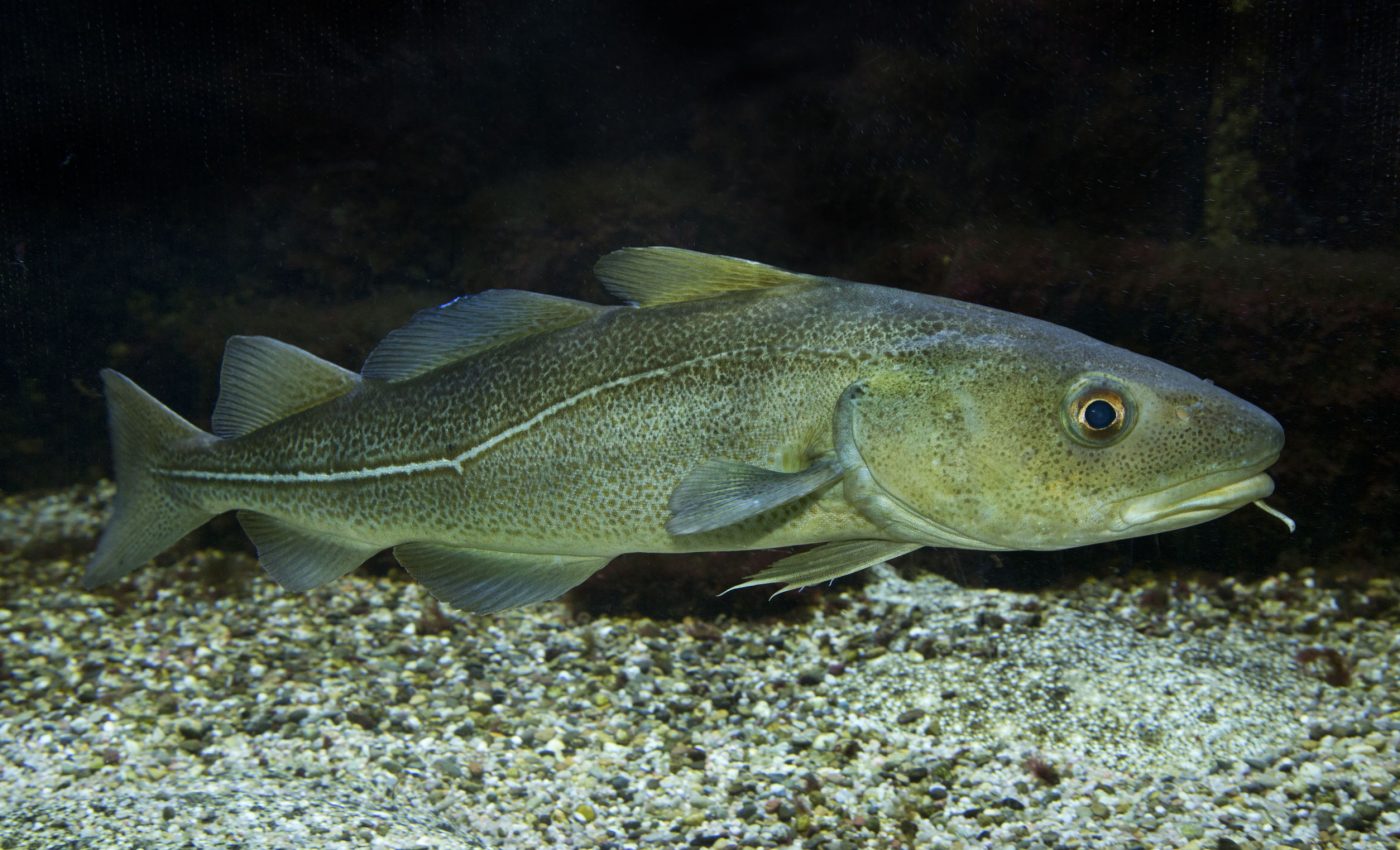 Arctic cod, Boreogadus saida • Earth.com Arctic cod Boreogadus saida