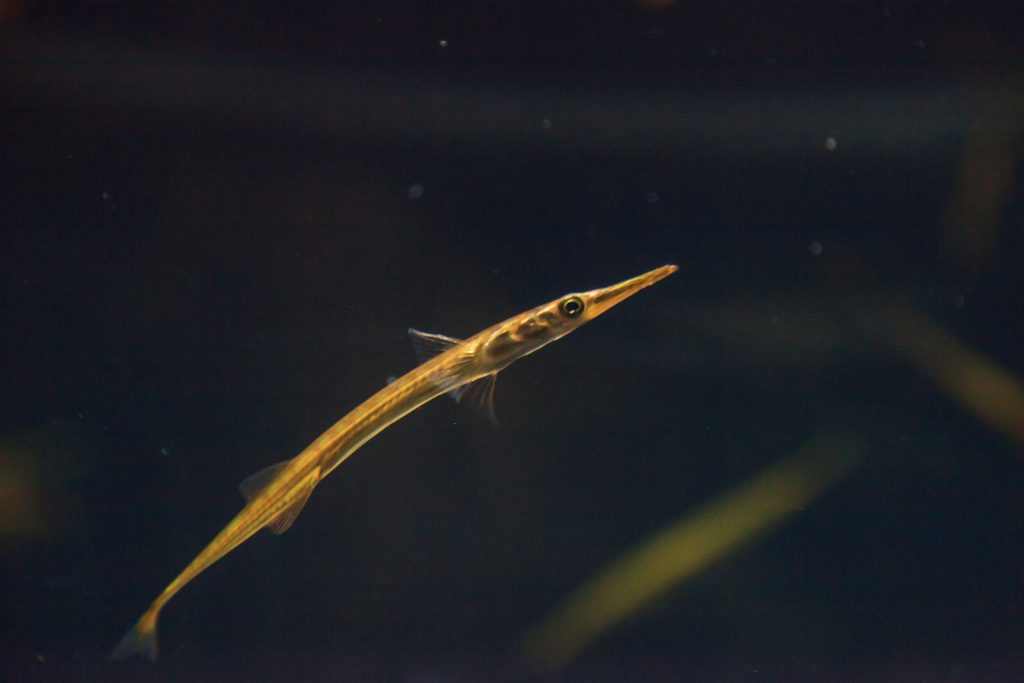 Juvenile needlefish - Earth.com