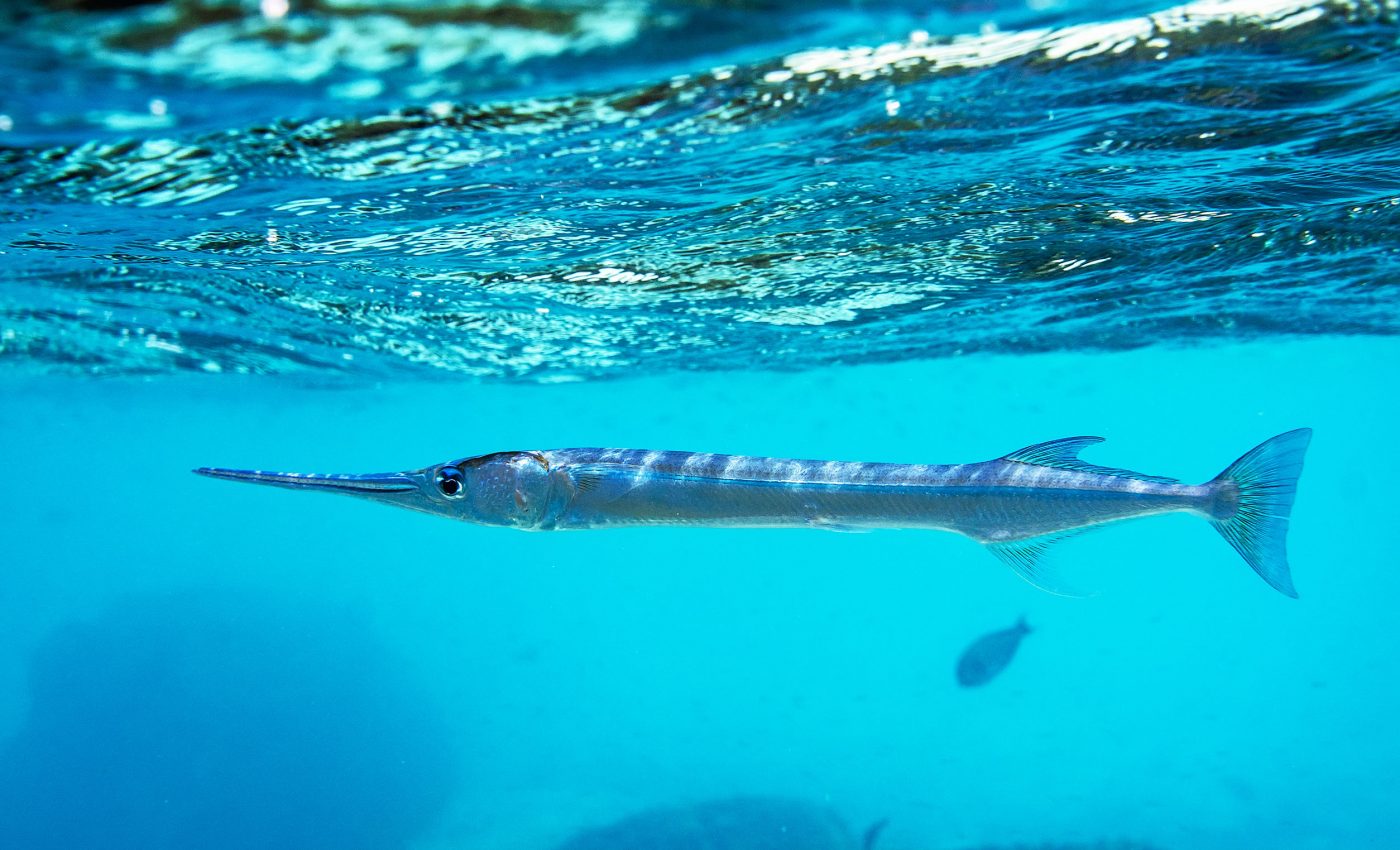 Houndfish • Earth.com Houndfish during night lighting