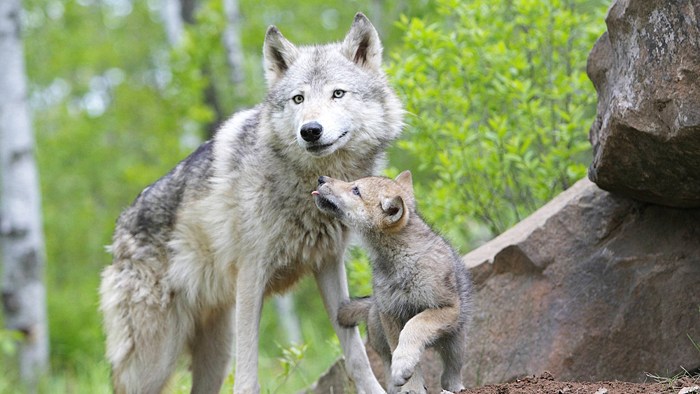 Understanding The Wolf Population In Yellowstone National Park