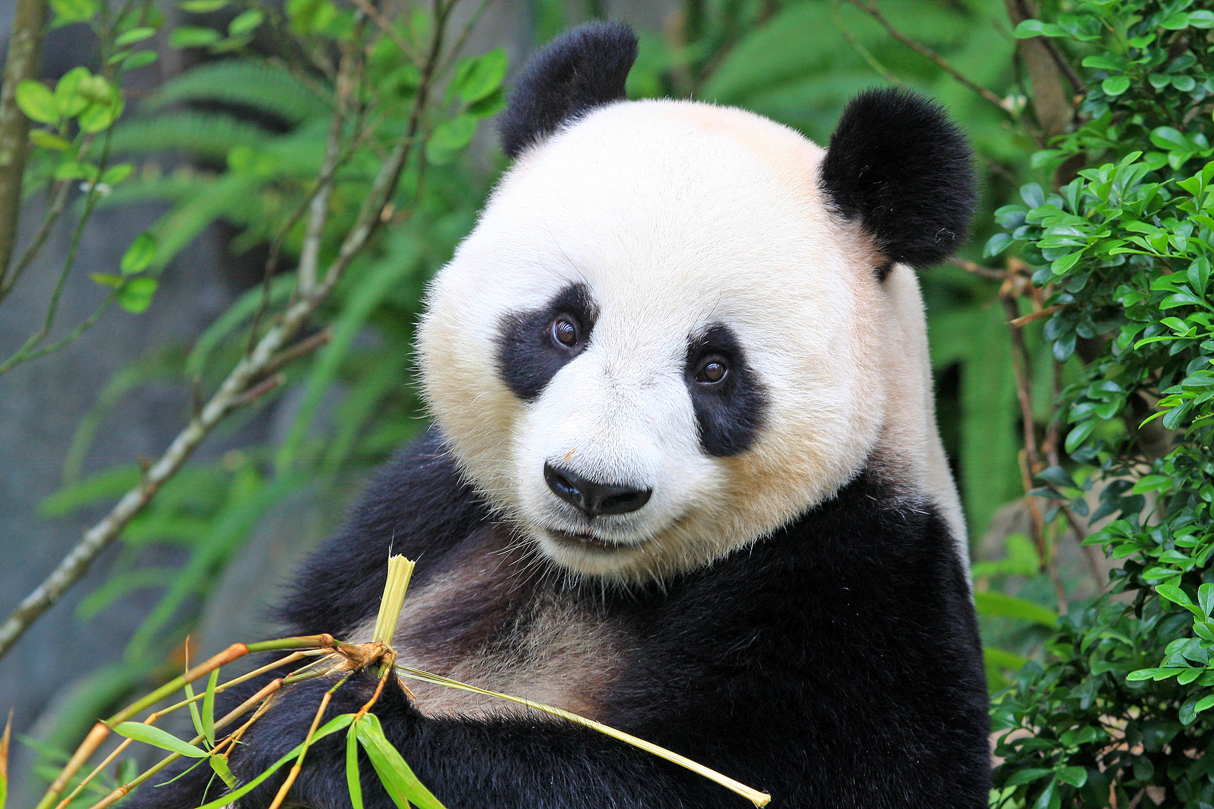 Group The Giant Panda Is No Longer Endangered Earth
