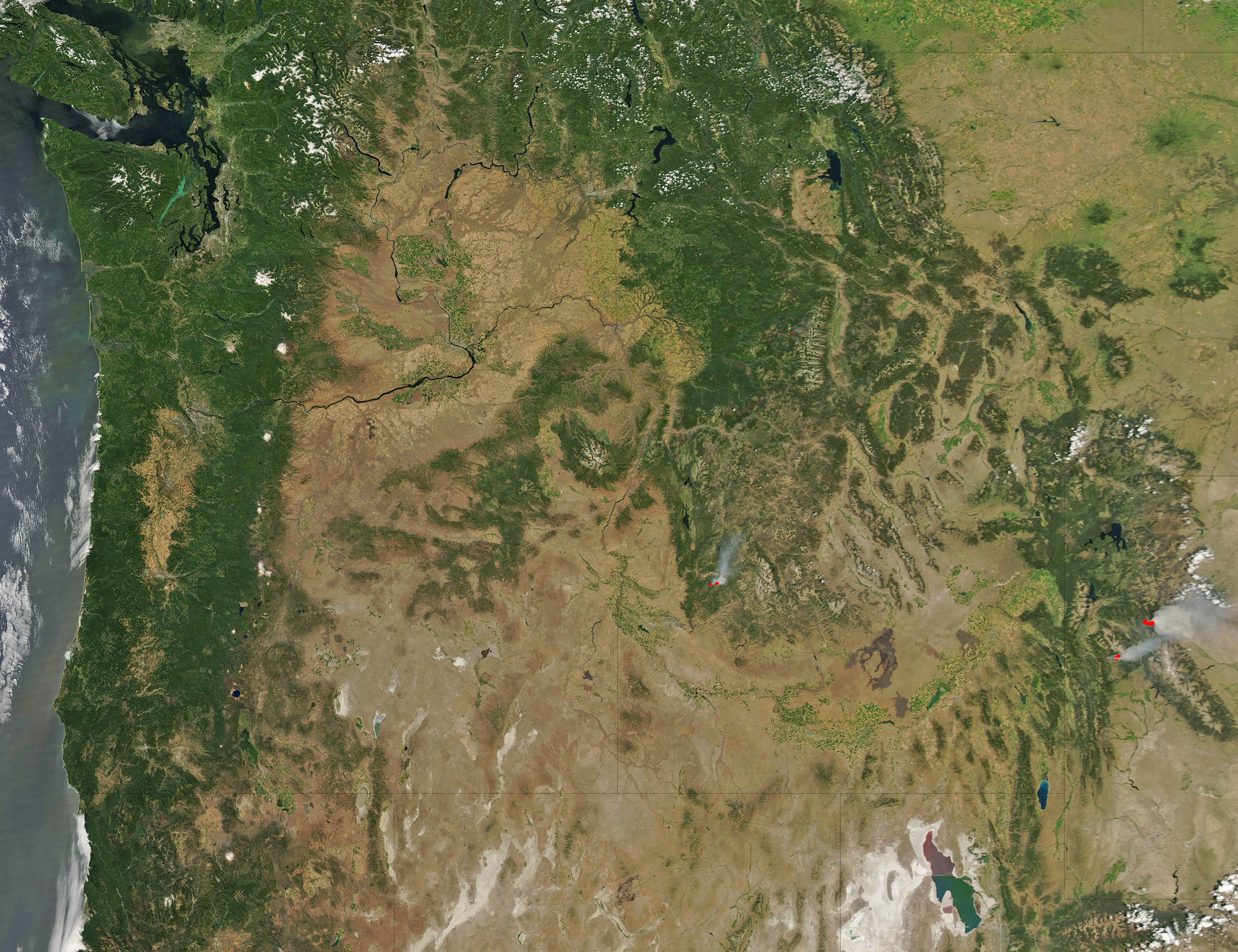 Phytoplankton bloom in Hood Canal, Washington - Earth.com