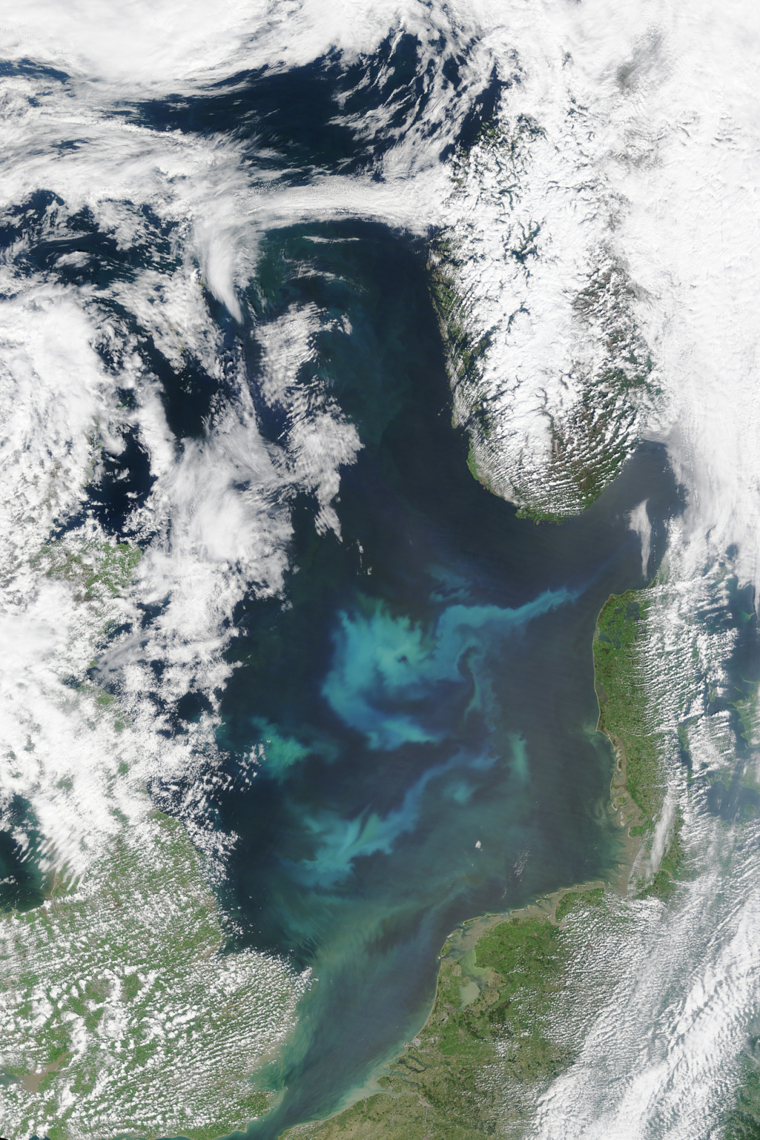 The North Sea Abloom - Earth.com