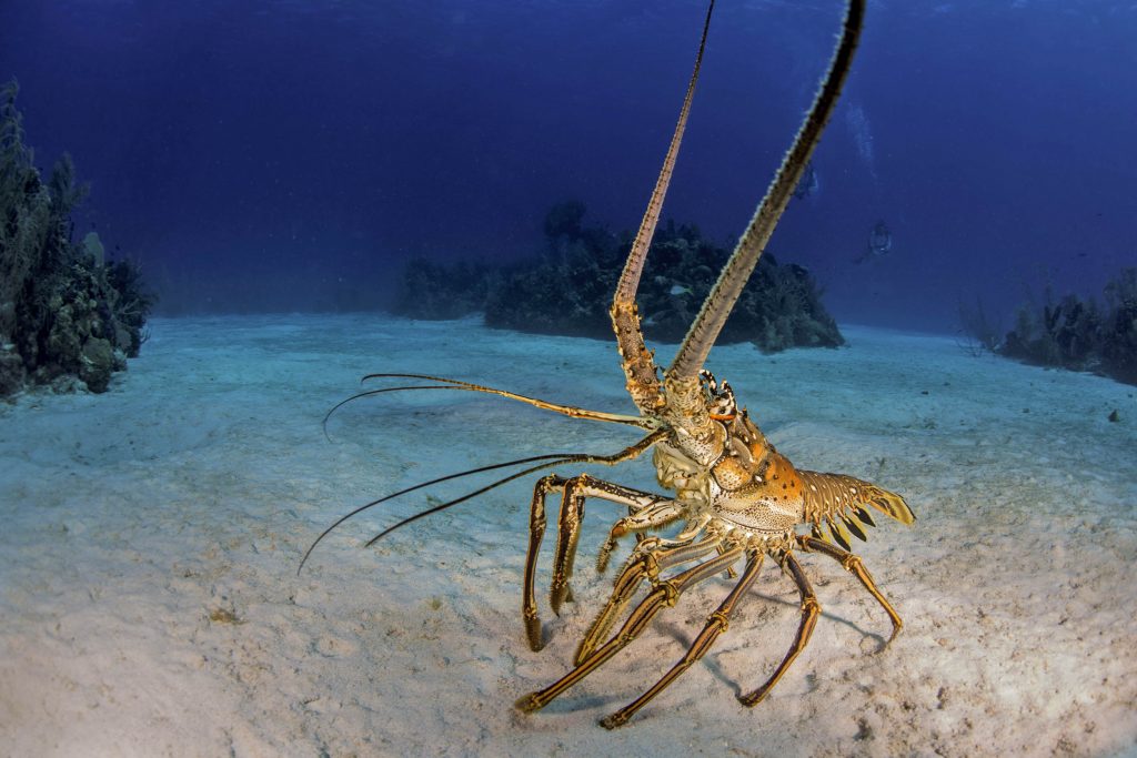 Study: Baby lobsters can't survive warming oceans • Earth.com