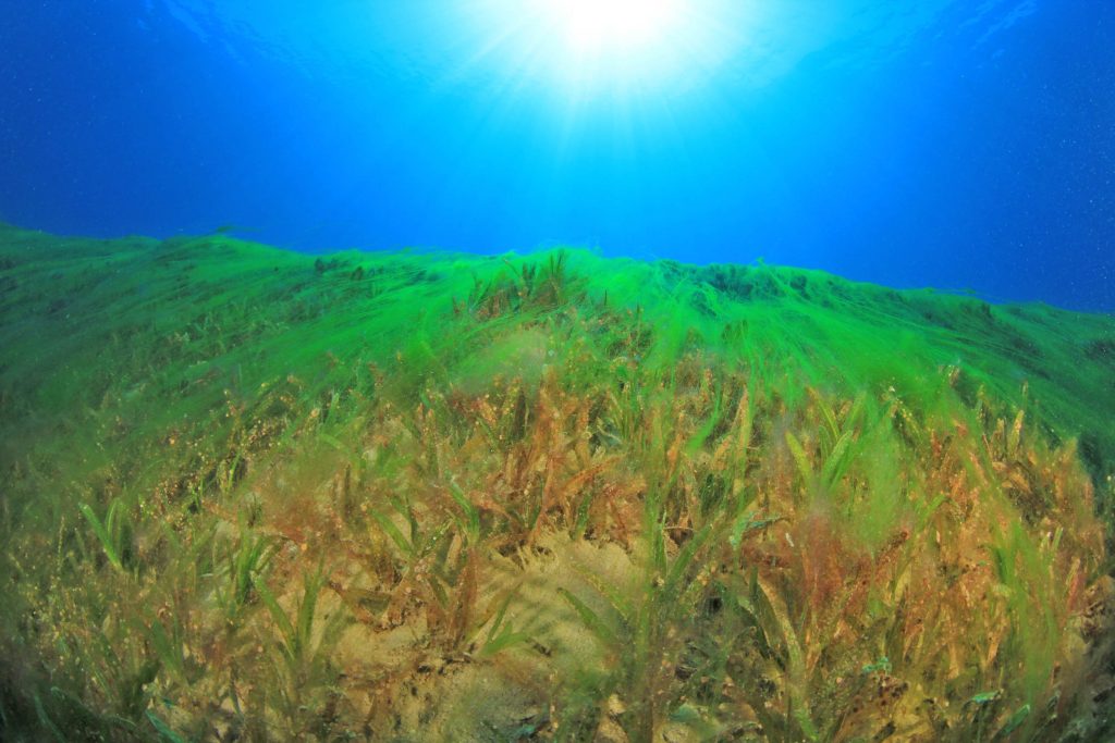 Algae blooms force shellfish bans in parts of New England • Earth.com