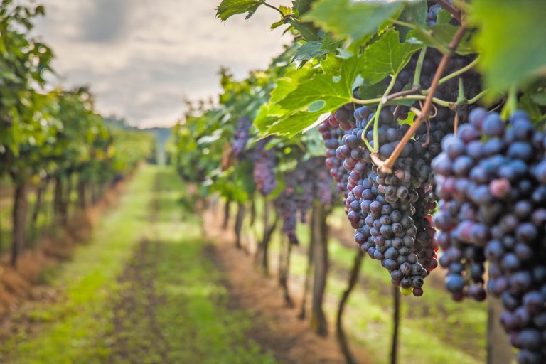 Vine Plant Identification 101 - Earth.com - Earthpedia