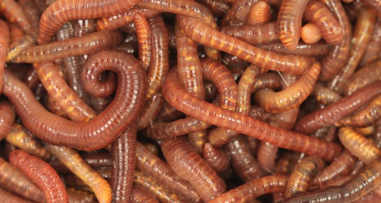 Gestation conditions dictate lifelong worm metabolism • Earth.com
