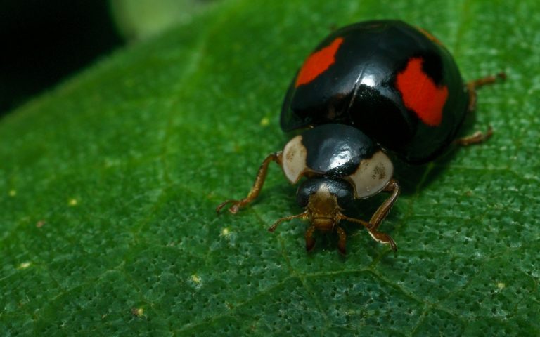 Harlequin Ladybug settles in Great Britain • Earth.com