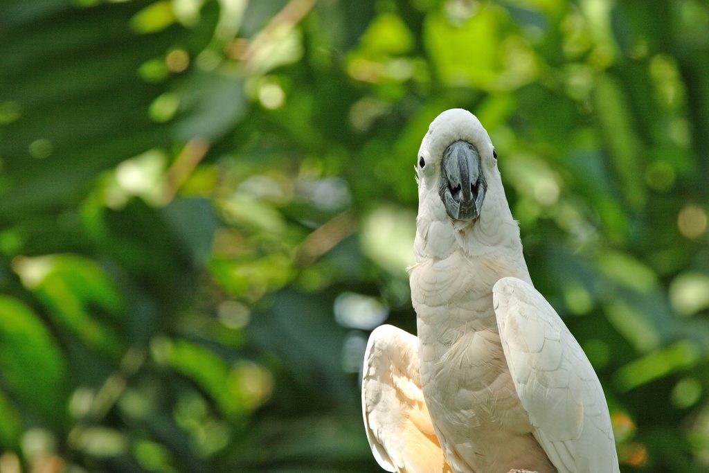 Goffin's cockatoos seen making sophisticated tools • Earth.com