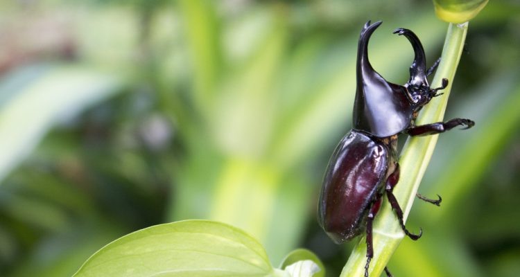 Tundra beetle adds to evidence Antarctica wasn't always frozen • Earth.com