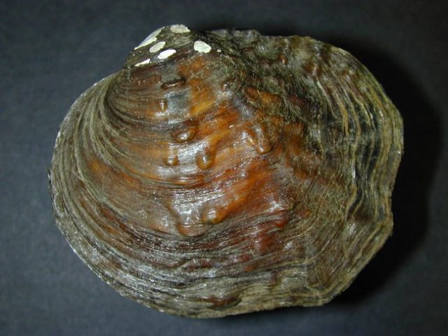 Quadrula fragosa - Earth.com