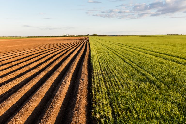 Drought-resistant plants hold key to new food sources • Earth.com