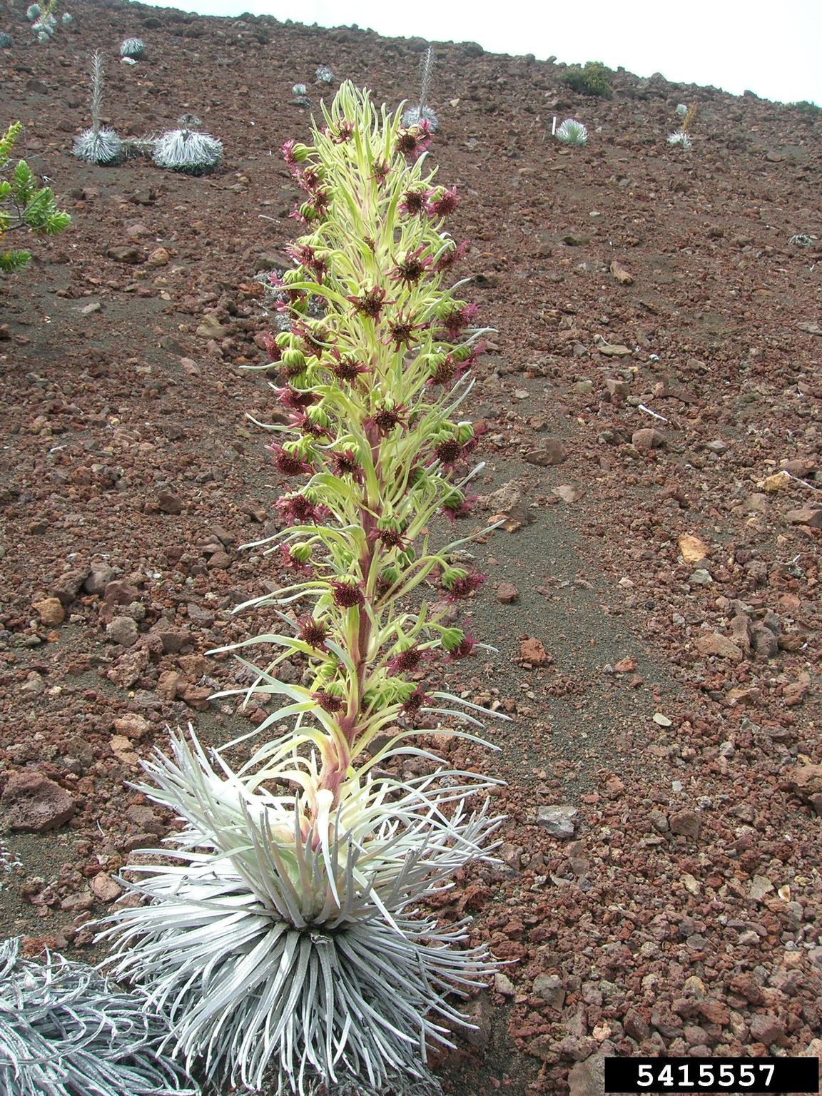 Argyroxiphium sandwicense ssp. macrocephalum - Earth.com