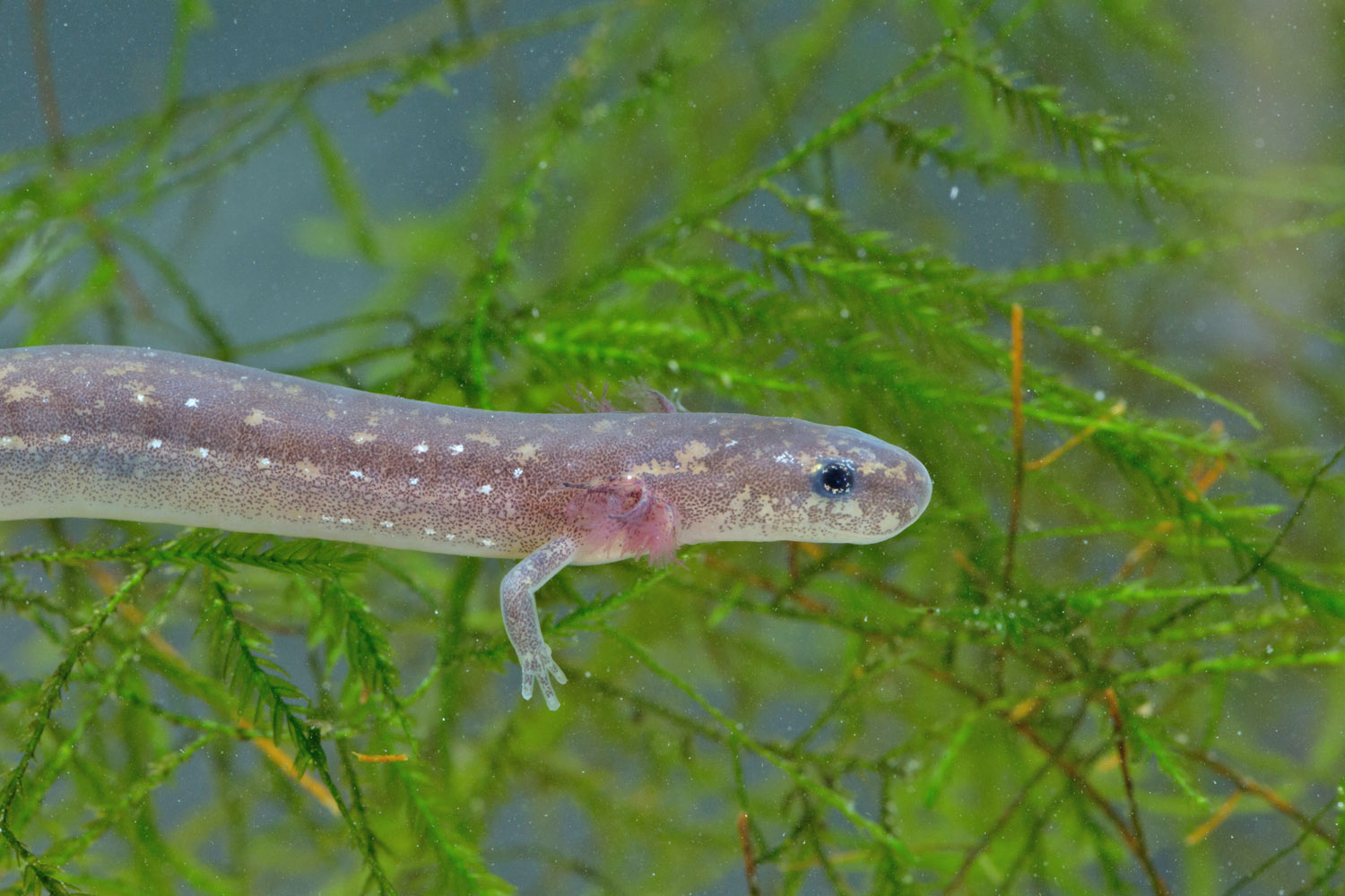 San Marcos Salamander (Eurycea nana) - Earth.com