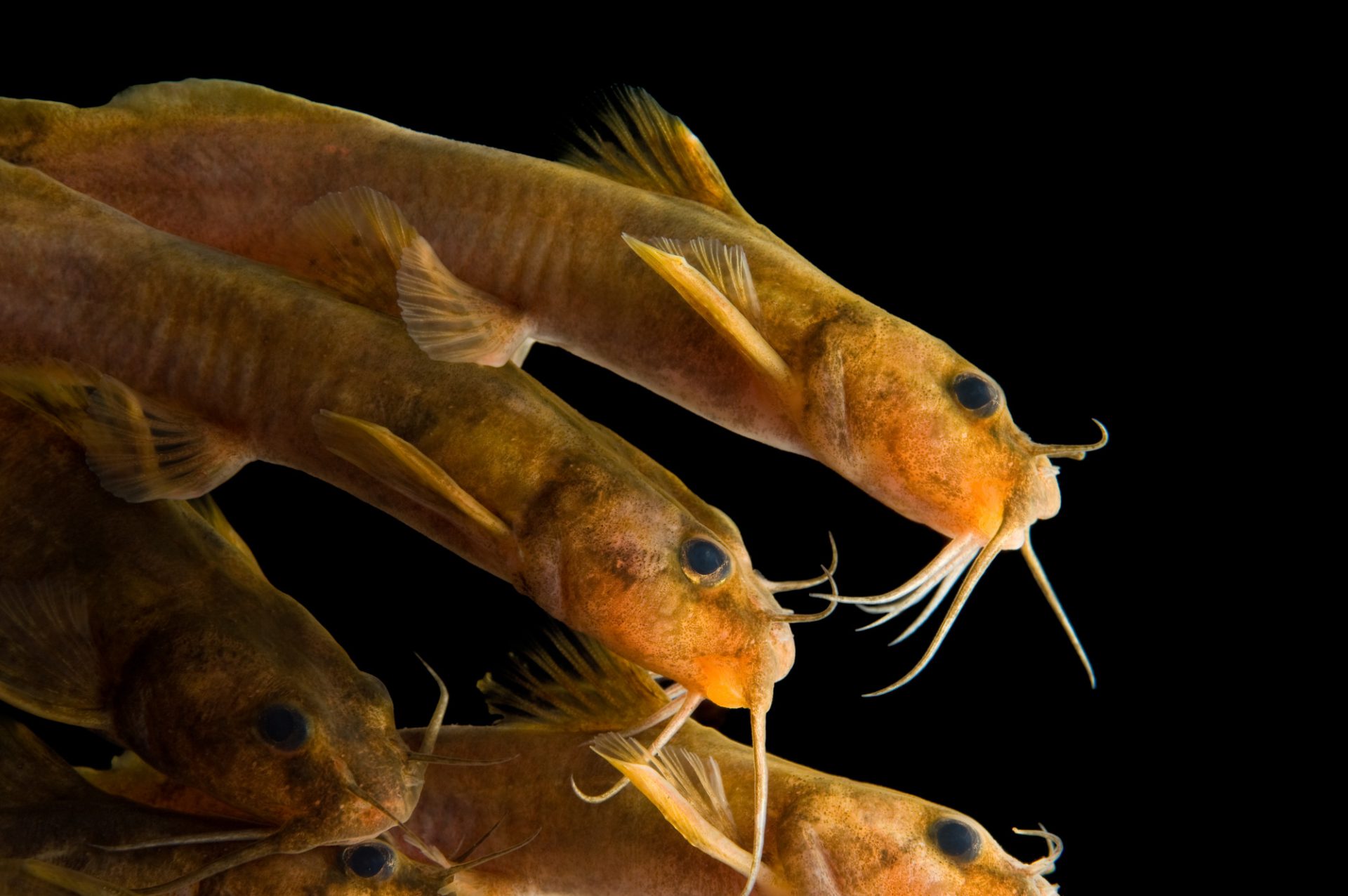 Noturus flavipinnis - Earth.com