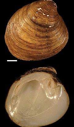 Dromus dromas • Earth.com