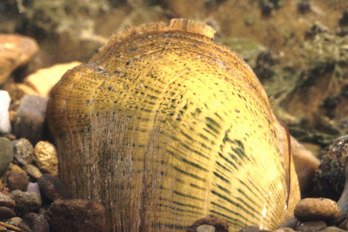 Epioblasma brevidens - Earth.com