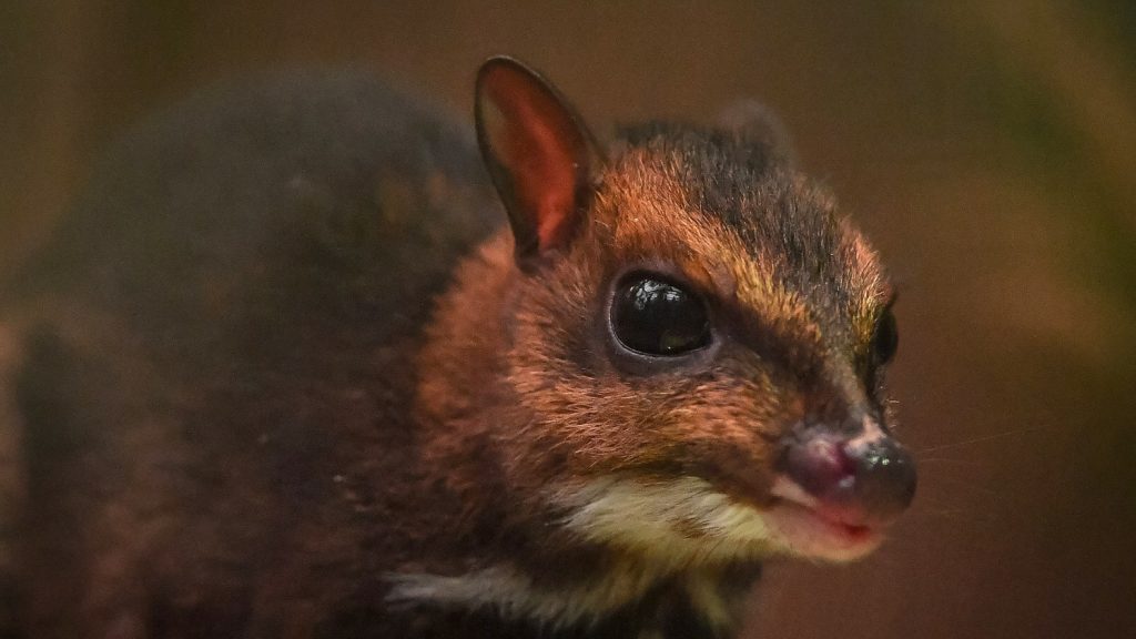First ever Philippine mouse deer to be born in the UK • Earth.com