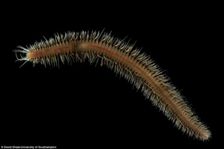 Exciting new sea creatures found on the deep ocean floor - Earth.com