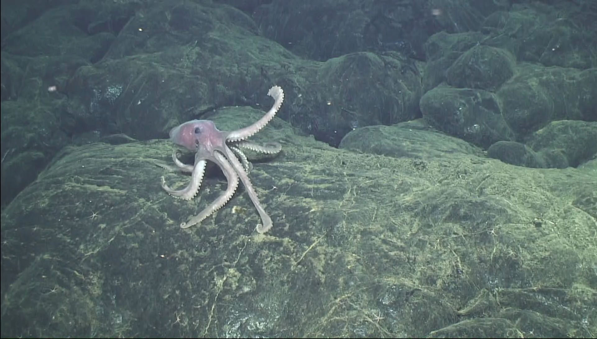 Axial Seamount: Mile-high undersea volcano captured erupting on video ...