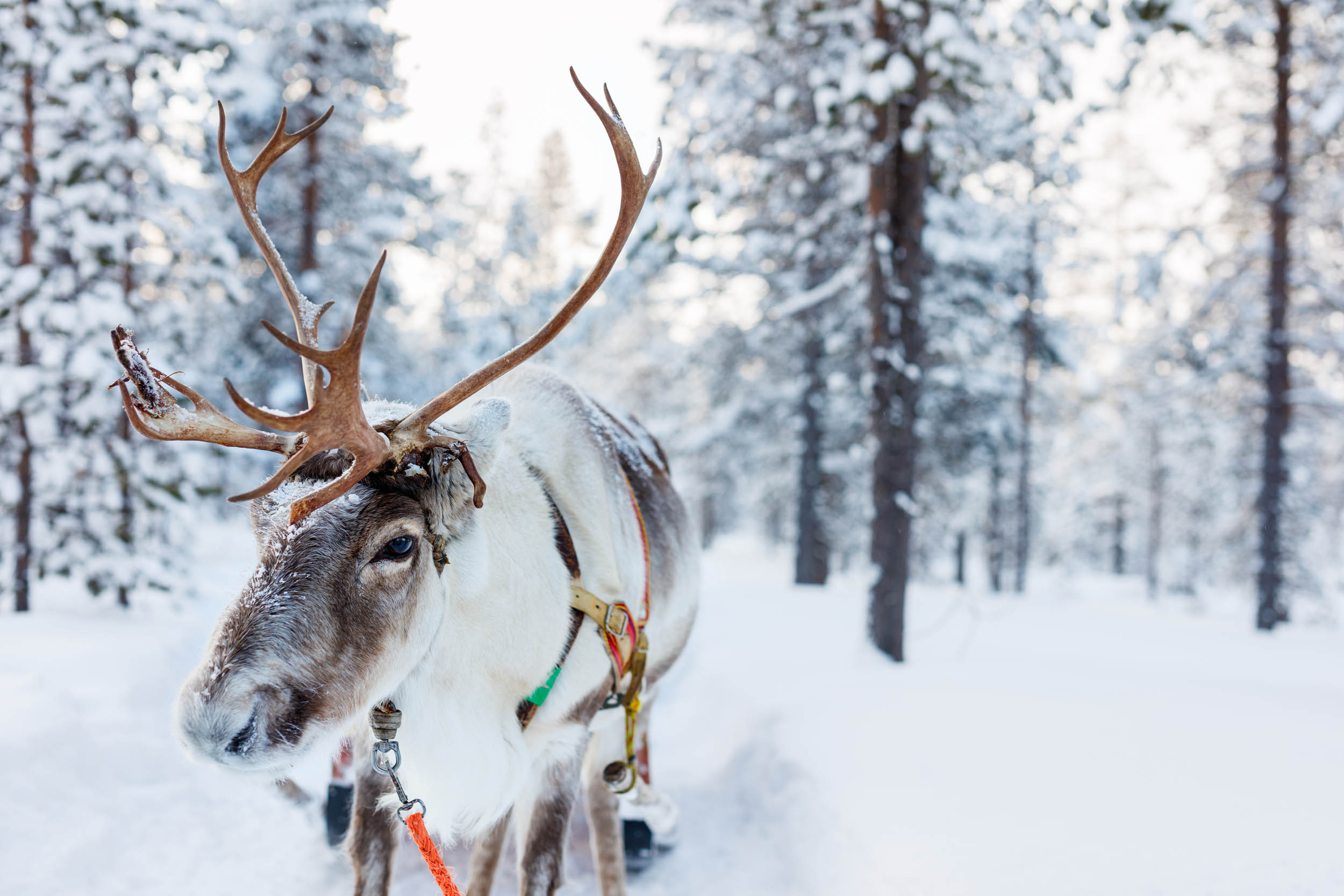 What Makes Reindeer Antlers Unbreakable Earth