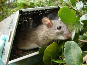 Neotoma floridana smalli - Earth.com