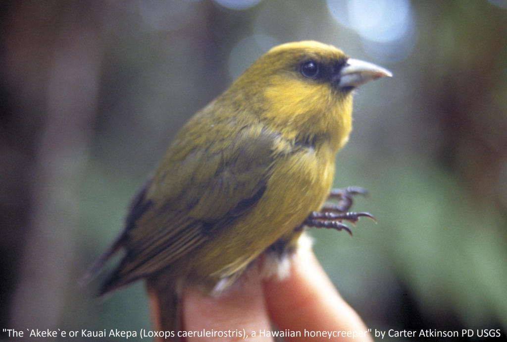Loxops caeruleirostris - Earth.com