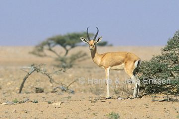 Gazella gazella - Earth.com