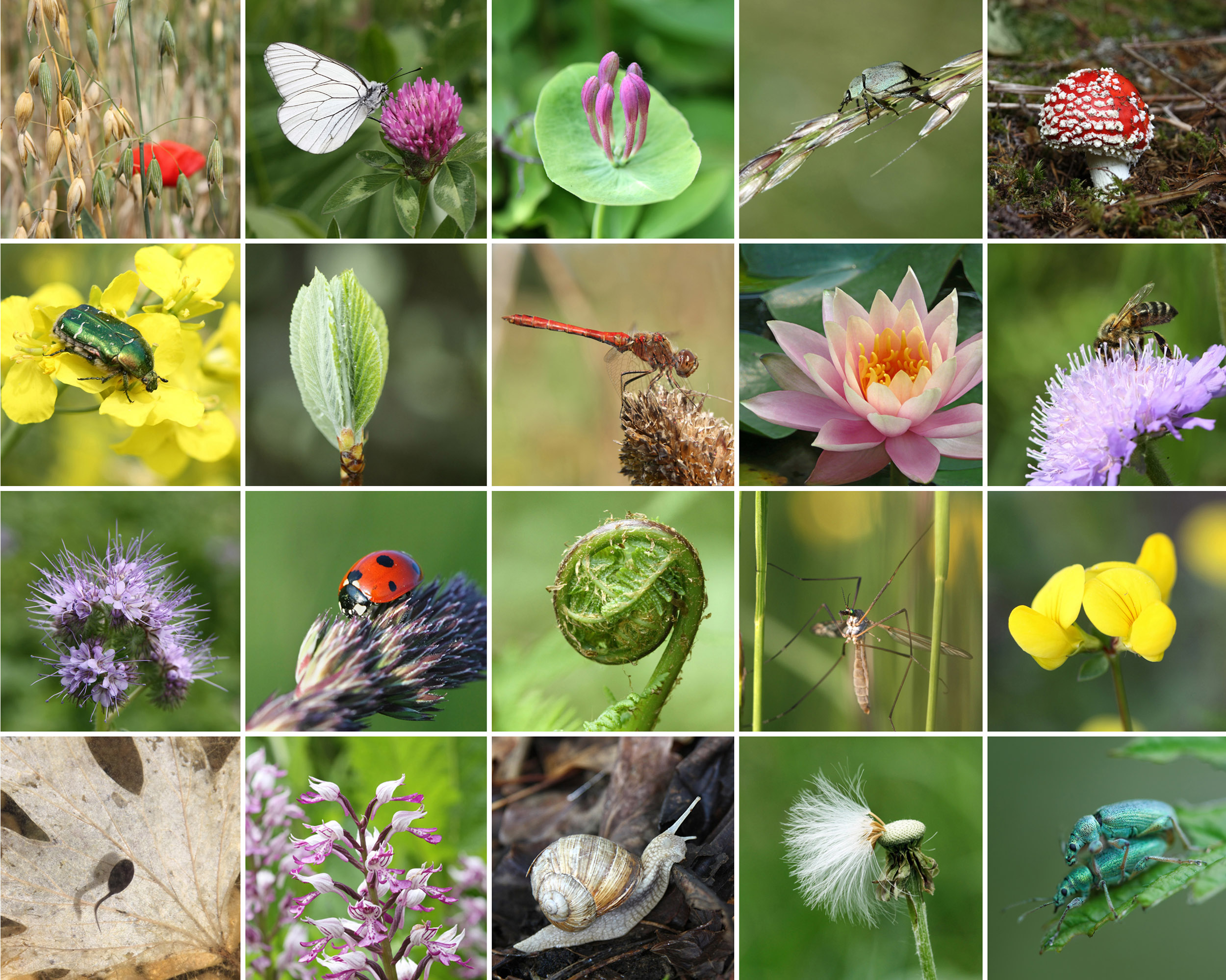 Why Is Species Diversity Greater In The Tropics At The Poles Earth Why Is Species Diversity Greater In The Tropics At The Poles Earth