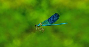 Insect migration is the most important animal movement on Earth • Earth.com