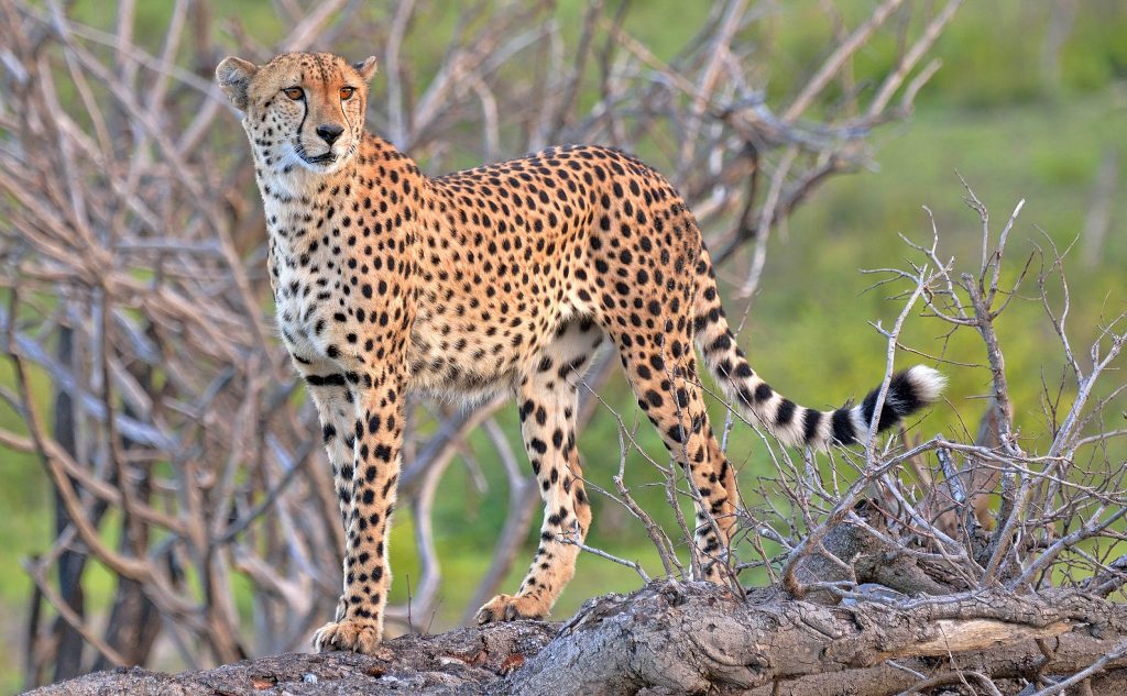 The cheetah is quickly vanishing from our planet • Earth.com