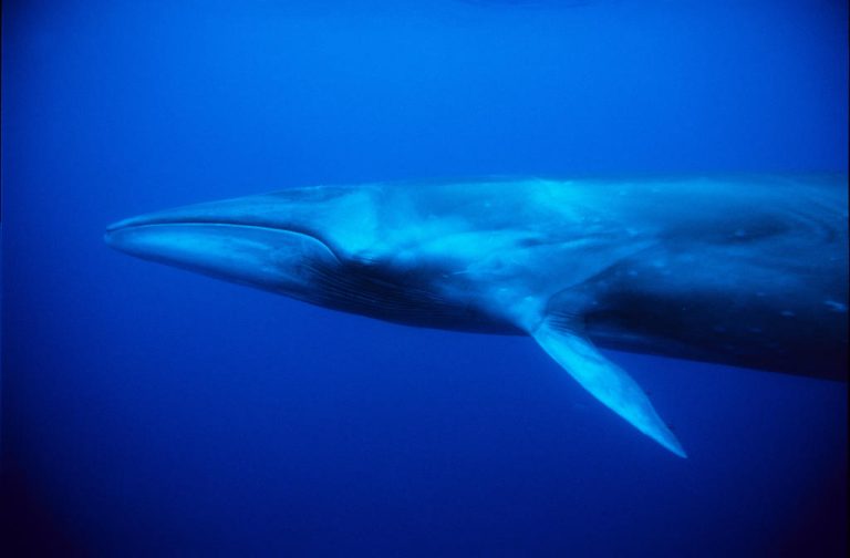Balaenoptera borealis • Earth.com
