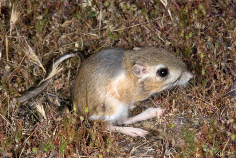 Dipodomys ingens • Earth.com