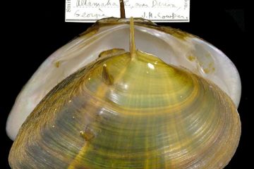 Elliptio spinosa - Earth.com