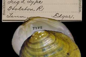 Fusconaia cuneolus - Earth.com