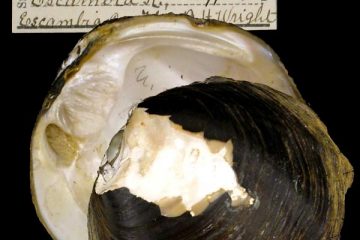 Fusconaia rotulata - Earth.com