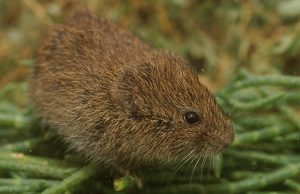 Microtus californicus scirpensis - Earth.com