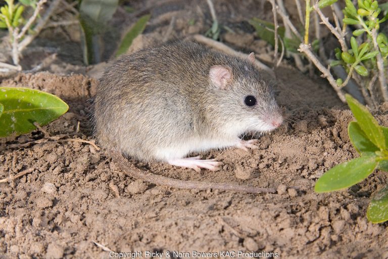 Oryzomys palustris natator • Earth.com