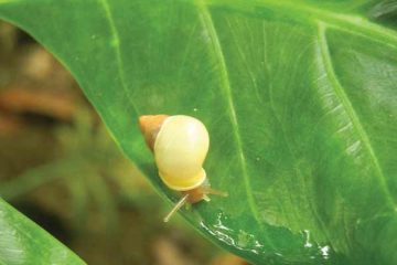 Partula langfordi - Earth.com