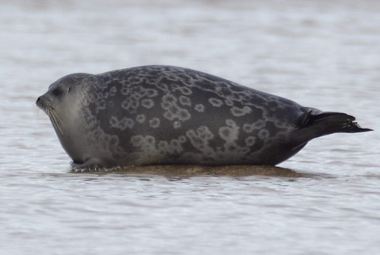 Phoca (=Pusa) hispida hispida • Earth.com