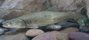 Ptychocheilus lucius - Earth.com