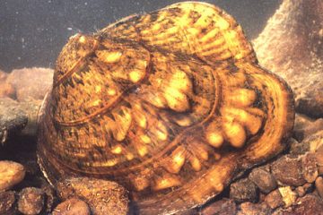 Quadrula sparsa - Earth.com