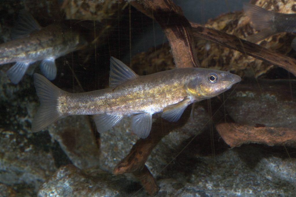 Rhinichthys osculus lethoporus - Earth.com