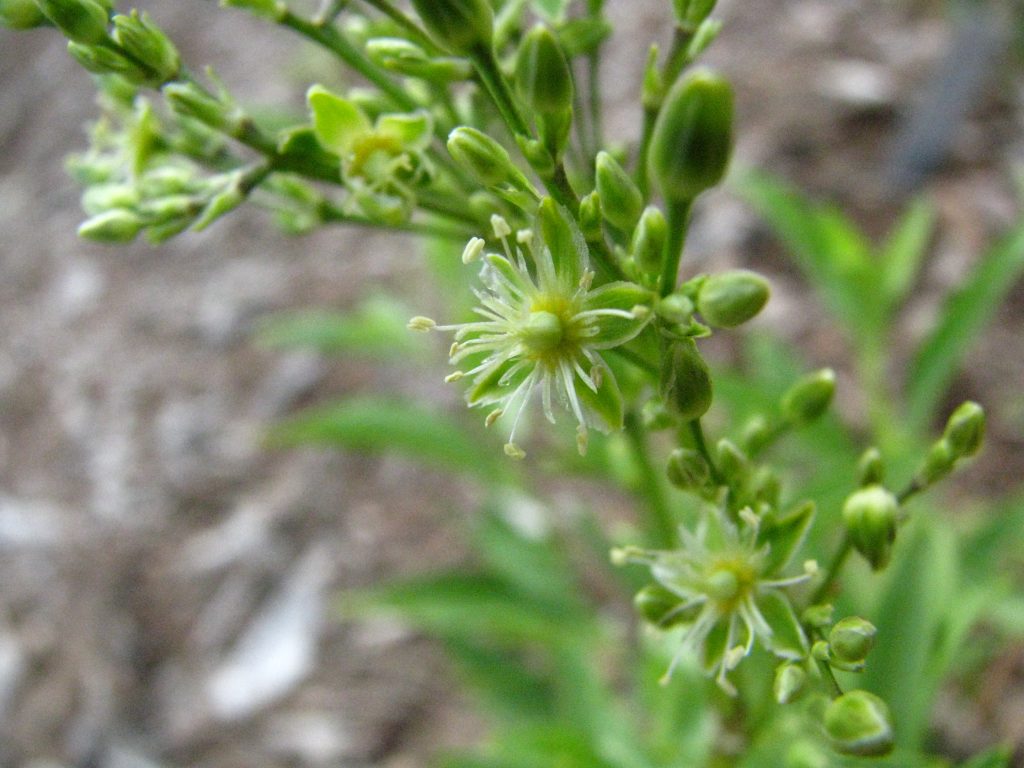 Schiedea adamantis - Earth.com