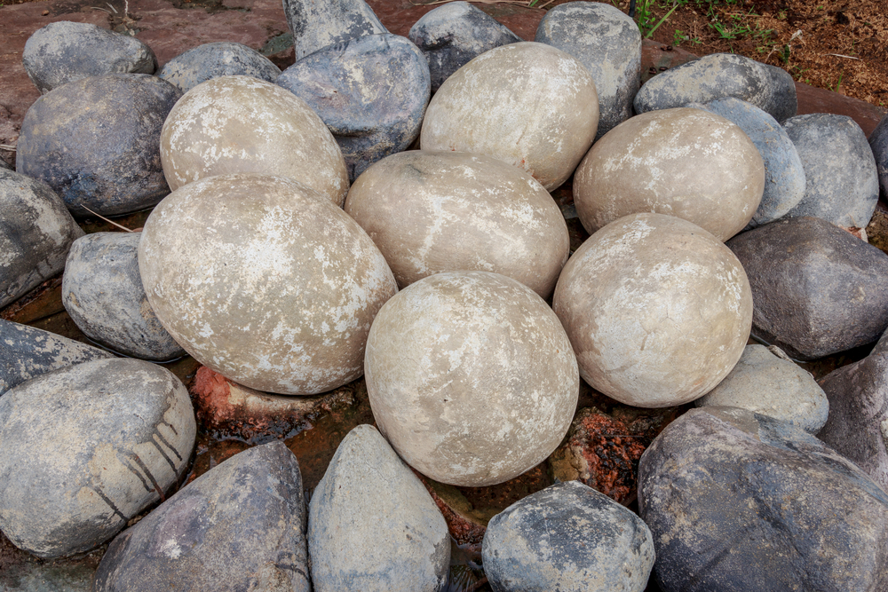 Dinosaur Eggs Took 3 To 6 Months To Hatch Study Finds Earth Dinosaur Eggs Took 3 To 6 Months To Hatch Study Finds Earth