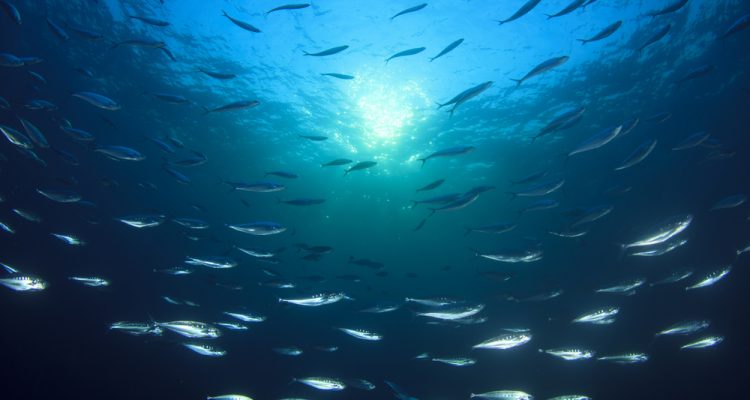 New, 3D map is a powerful tool to track ocean ecosystems • Earth.com