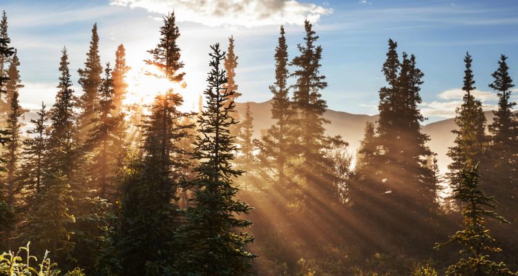 Yellow cedar trees in danger as temperatures rise, scientists say ...
