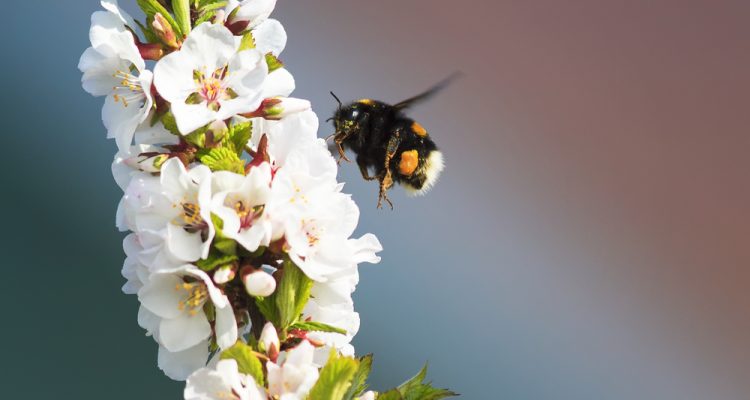 Rusty patched bumble bee listed as endangered • Earth.com